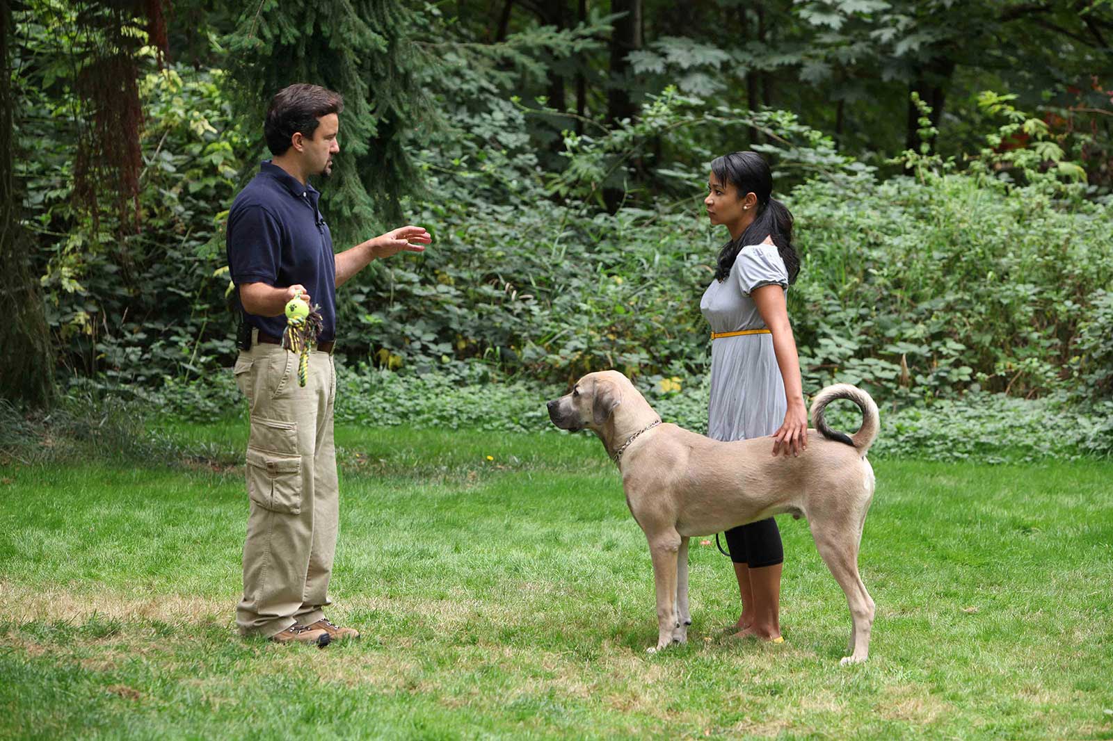 Professional Dog Trainer | Seattle Family Dog Training